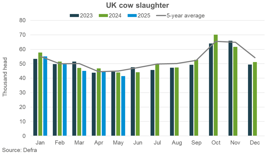 National cow supply down, what are the drivers? - Beef market update | AHDB