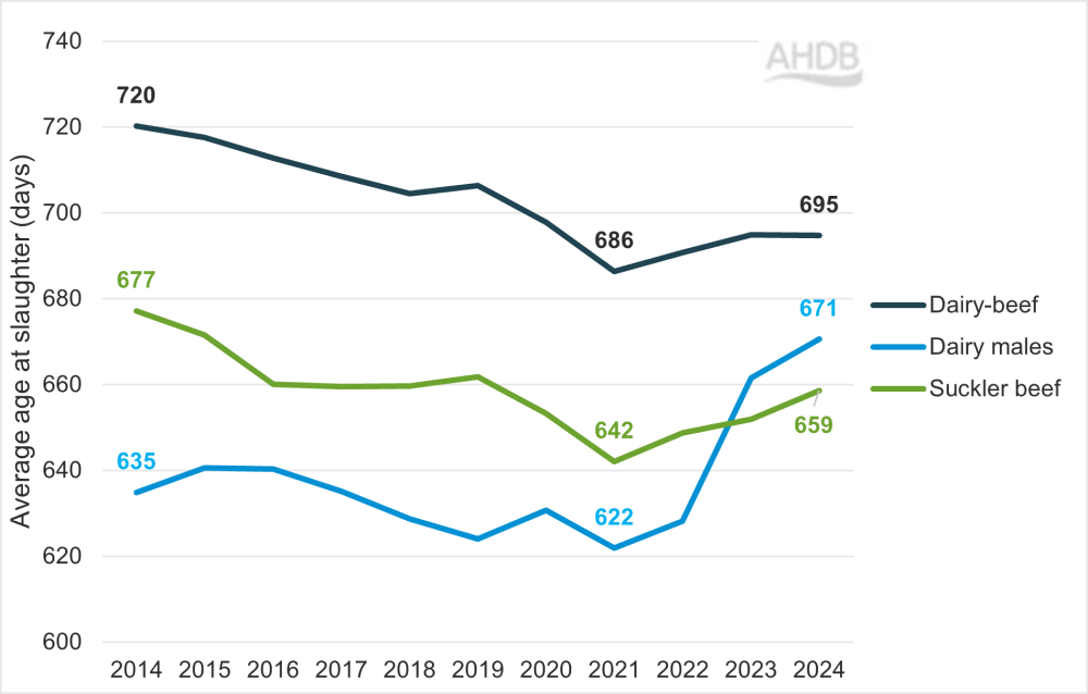Beef market update: BCMS data shows recent uptick in average slaughter ...