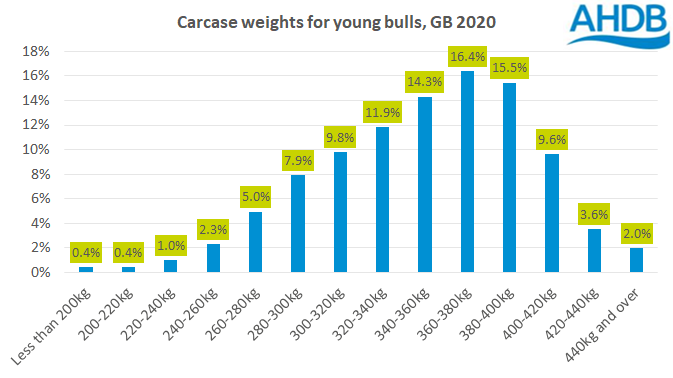 Steers outweigh heifers in 2020 carcase weight breakdown | AHDB