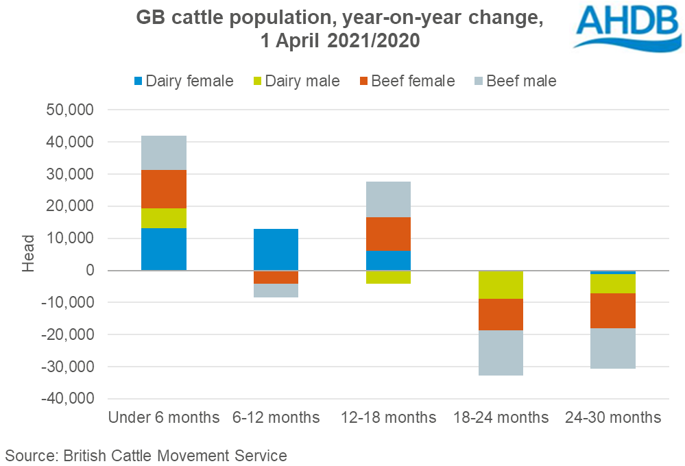 GB cattle population smaller at 1 April | AHDB