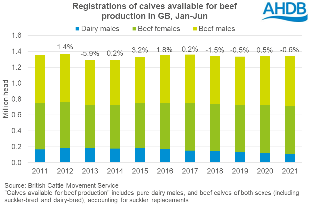 First half calf registrations higher, but fewer for beef production | AHDB