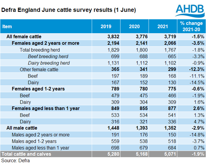 English cattle herd shrinks again | AHDB