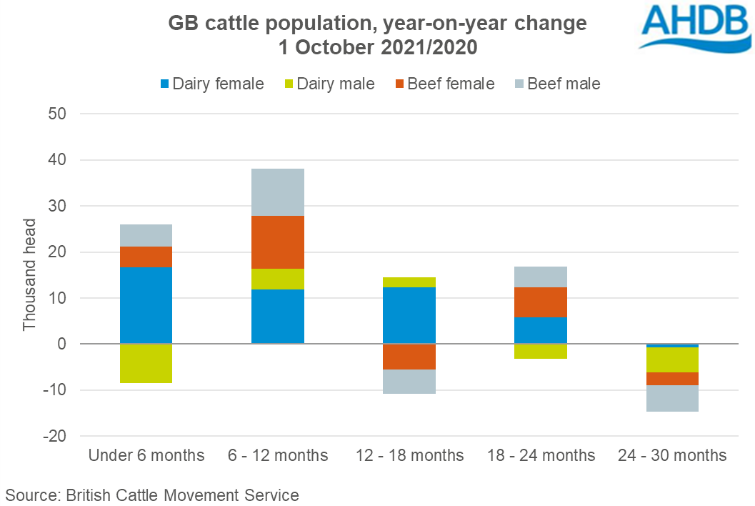 GB cattle population stabilised by youngstock numbers | AHDB