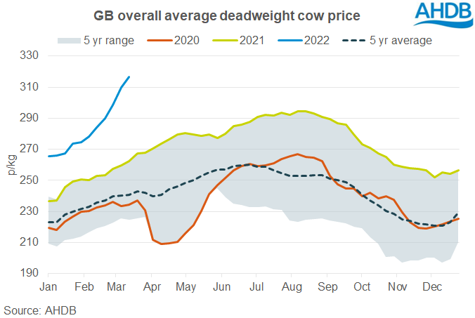Cull cow prices up, up and away | AHDB
