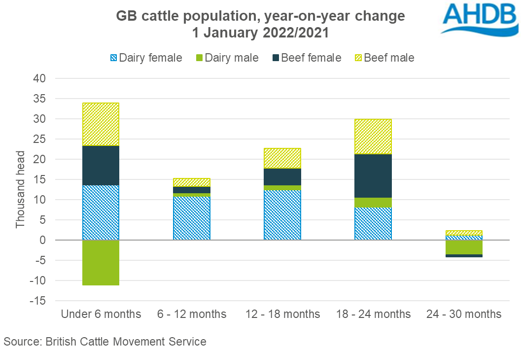 More prime cattle, smaller breeding herd in GB | AHDB