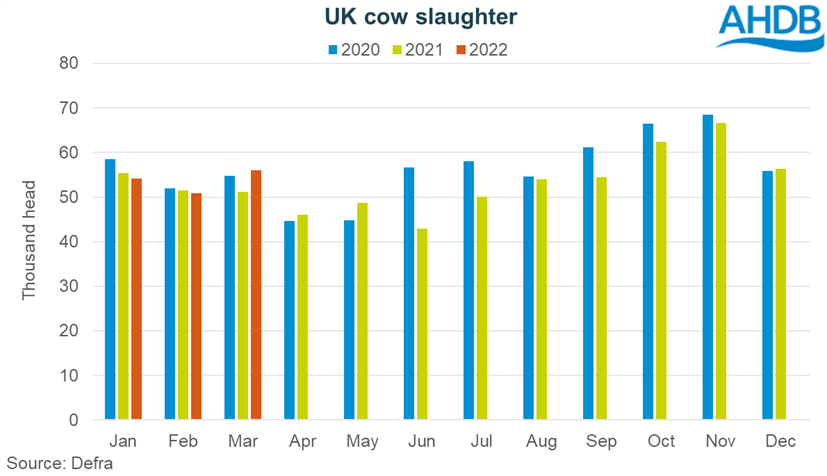 Higher cow kill boosts beef production in March | AHDB