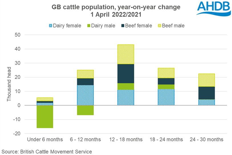 More prime cattle, fewer cows in GB | AHDB