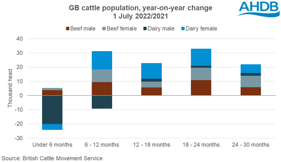GB cattle population shows small growth in July | AHDB