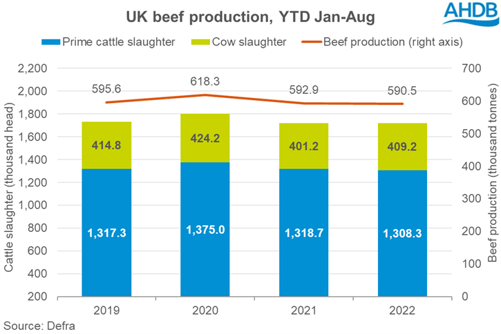 Higher August throughputs support UK beef production | AHDB