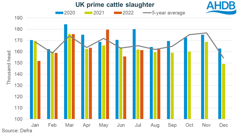 Higher August throughputs support UK beef production | AHDB