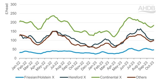 Store cattle market update: Prices climb into autumn | AHDB