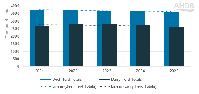 Beef market update: Shortages forecast in Irish cattle numbers | AHDB