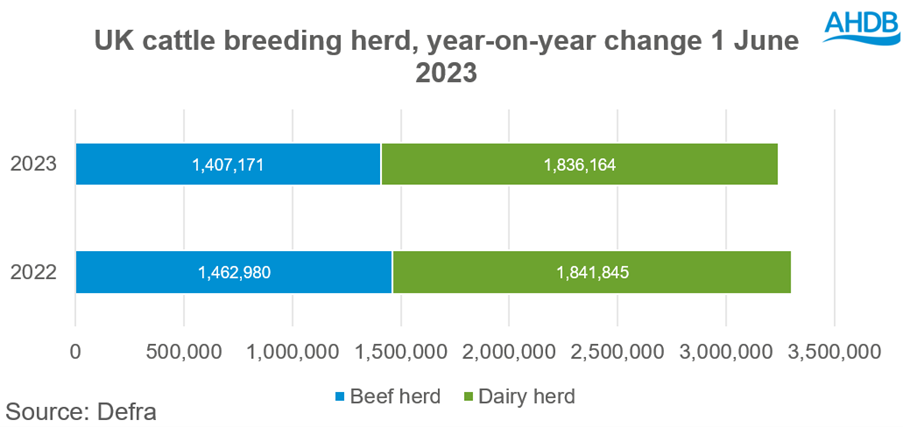 UK cattle population update – fewer youngstock, while 2023 sees the ...