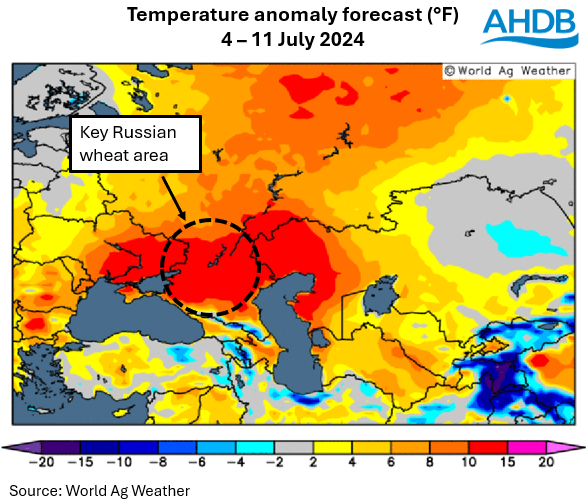 Russian wheat in focus: Grain market daily | AHDB