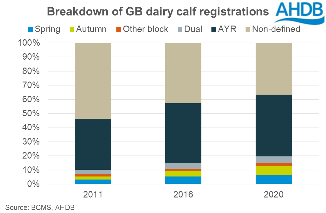 Improving focus on calving system | AHDB