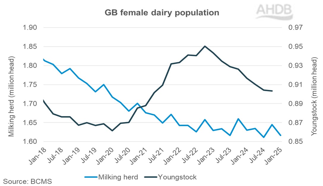 GB dairy population: 2025 marks the lowest on record | AHDB