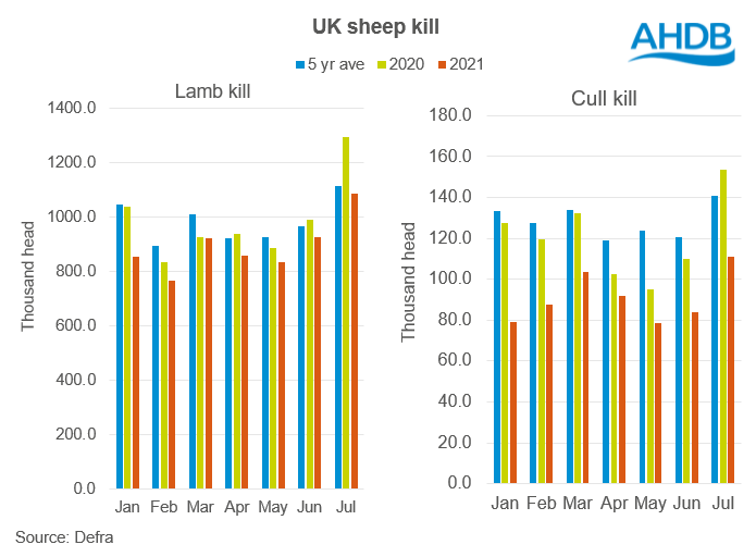 July lamb kill typical for time of year, while cull kill remains low | AHDB