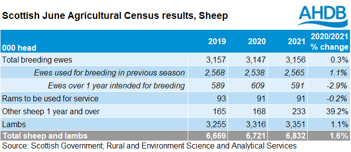 Scottish cattle and sheep numbers increase | AHDB