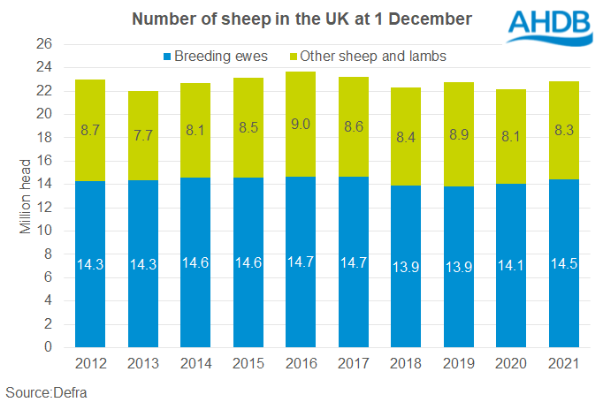 More sheep in the UK at 1 December 2021 | AHDB