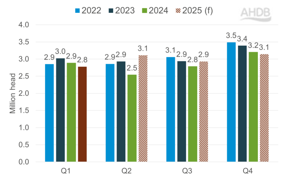 Lamb outlook production update: Revised forecast points to higher ...