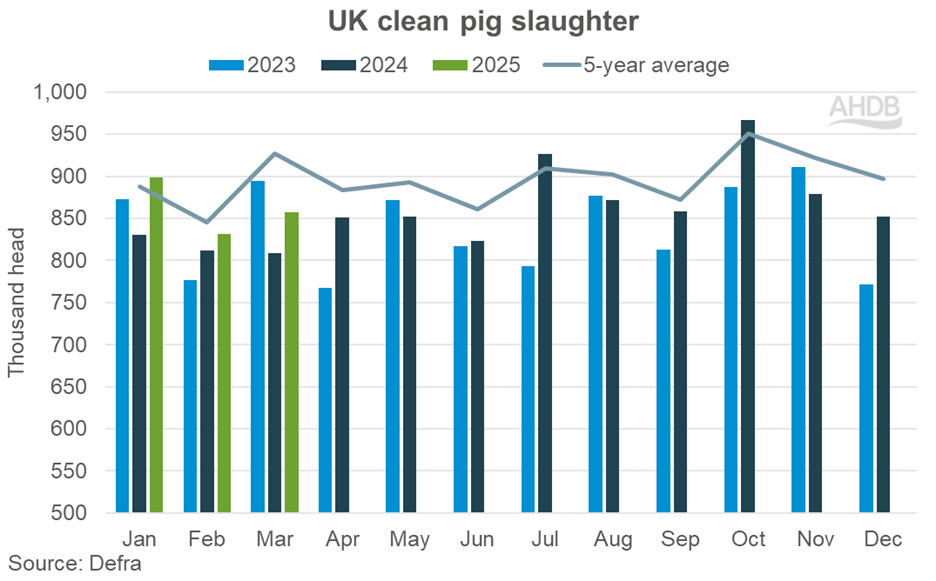 UK pig meat production: Q1 2025 marches upwards | AHDB