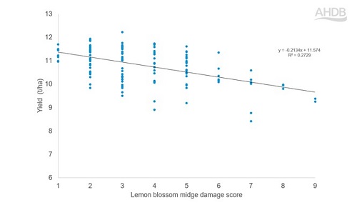 How damaging are wheat lemon blossom midges? | AHDB