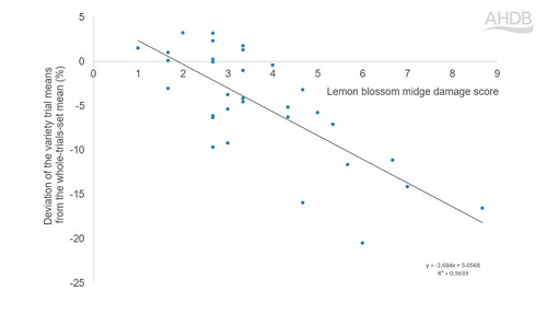 How damaging are wheat lemon blossom midges? | AHDB