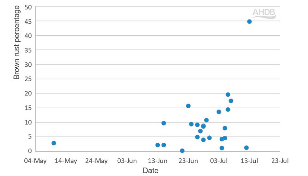 Reports of early wheat brown rust | AHDB