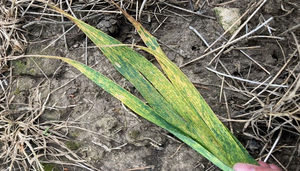 Collaboration is key in cereal pathogen race | AHDB