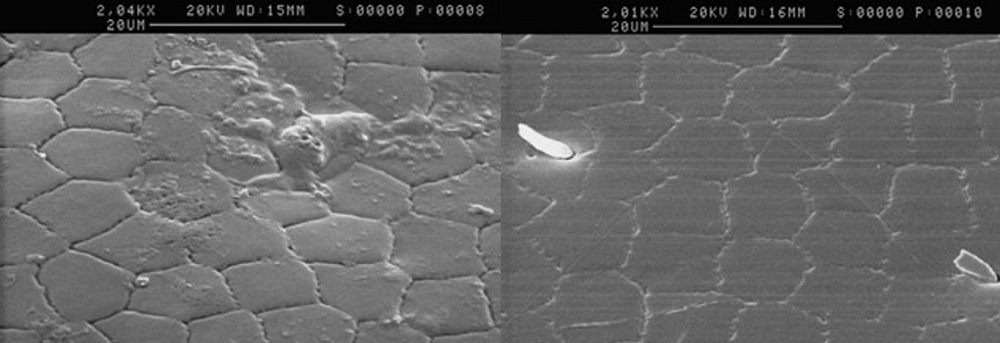 Is there a biological solution to OSR’s CSFB woes? | AHDB