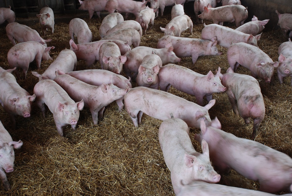 Deadweight pig price reporting: Information and FAQs | AHDB