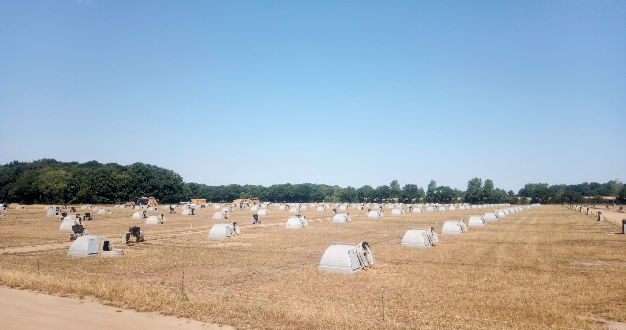 Grass trial LSB Pigs Aug 22 (3) | AHDB
