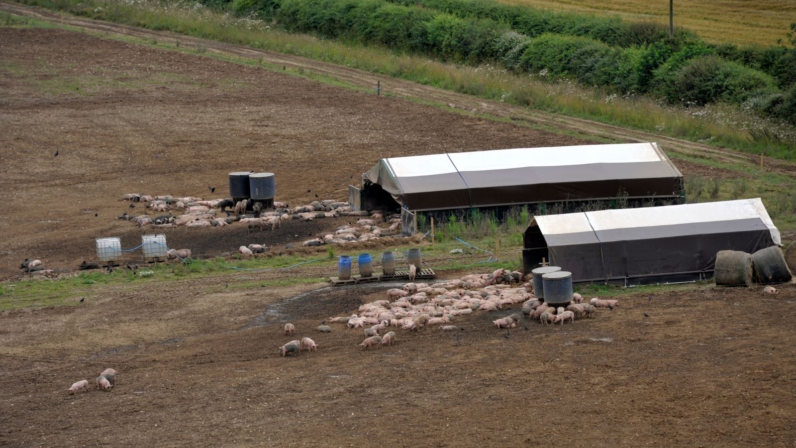 Pig electronic identification device technology (EID) | AHDB