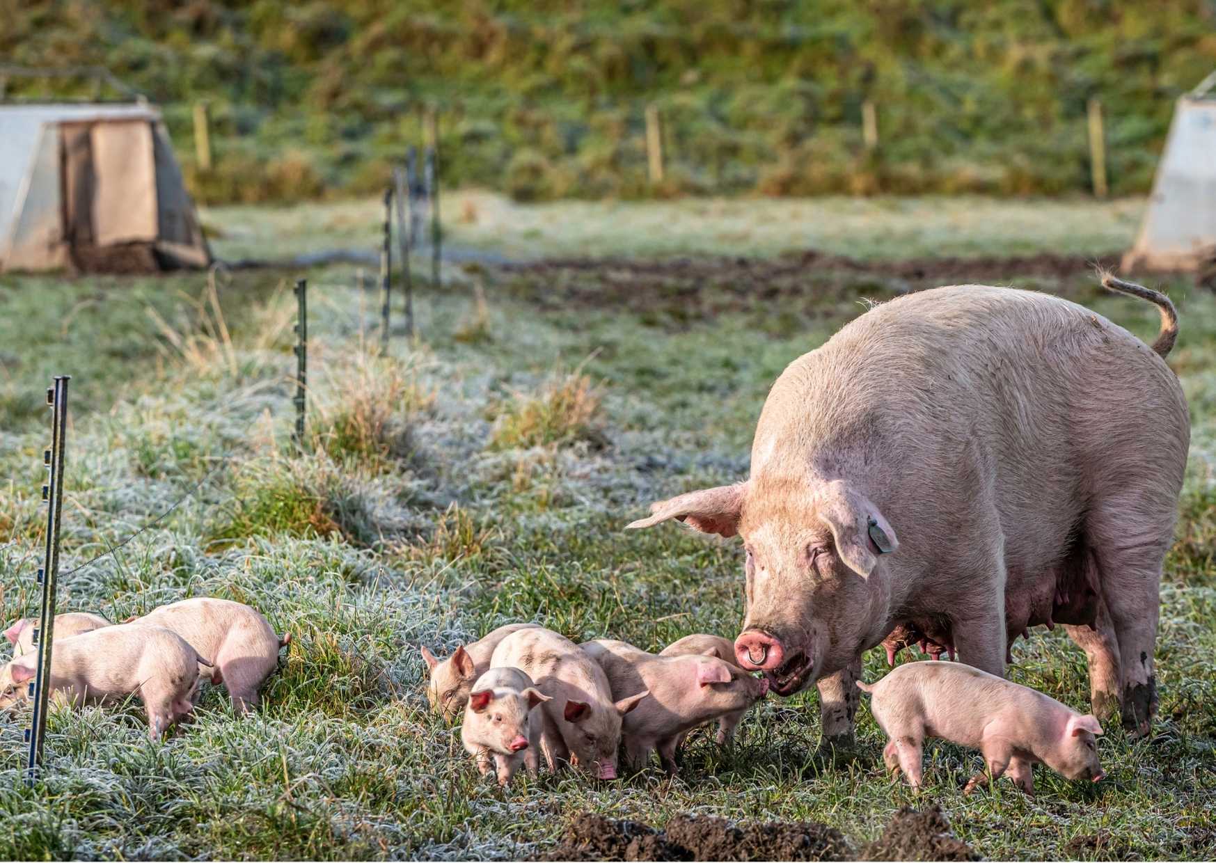 Outdoor sow and piglets | AHDB