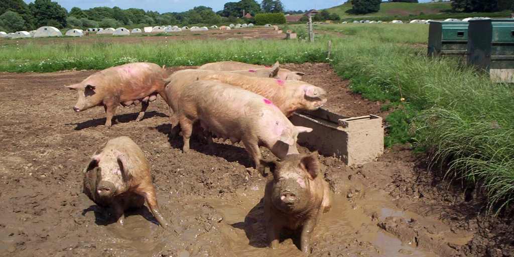 Pigs Wallow | AHDB