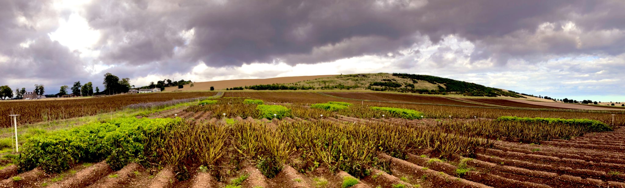 Desiccation plots | AHDB
