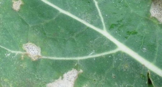 Disease onset dates variable, according to oilseed rape phoma forecast ...