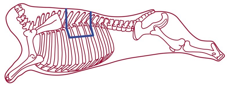 Fore rib bone-in | AHDB