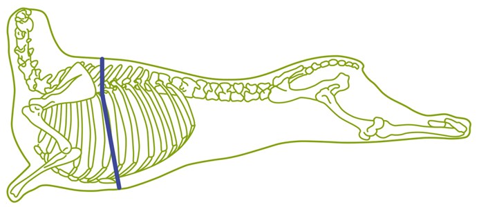 Forequarter (without ribcage and neckbones) | AHDB