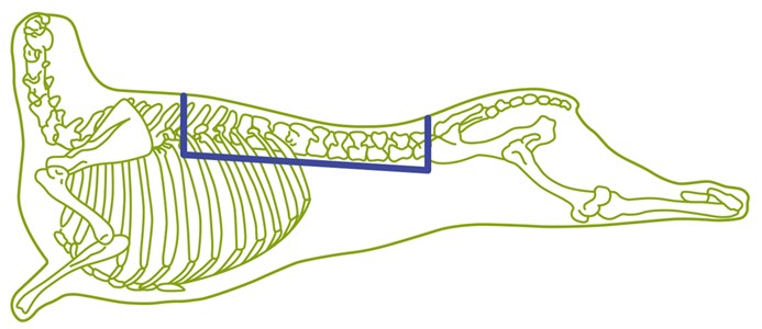 Loin – eye muscle fully trimmed | AHDB