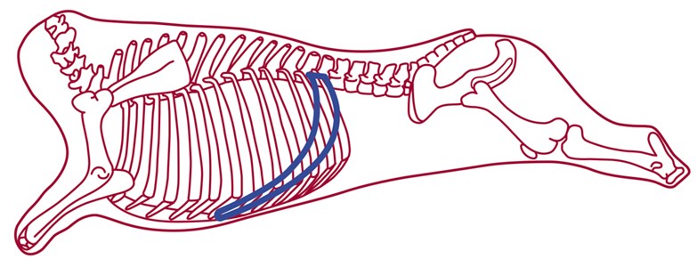 Skirt Steaks (diaphragm) | AHDB