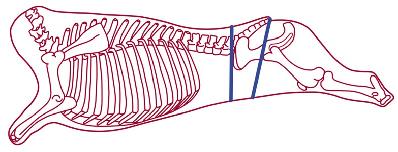 Rump Bistro Muscle | AHDB