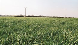 Rotational grazing systems for cattle | AHDB