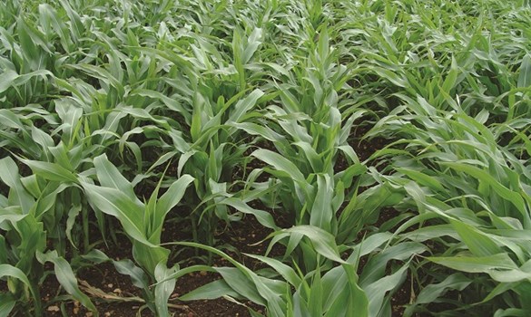 How, where, and when to grow maize | AHDB