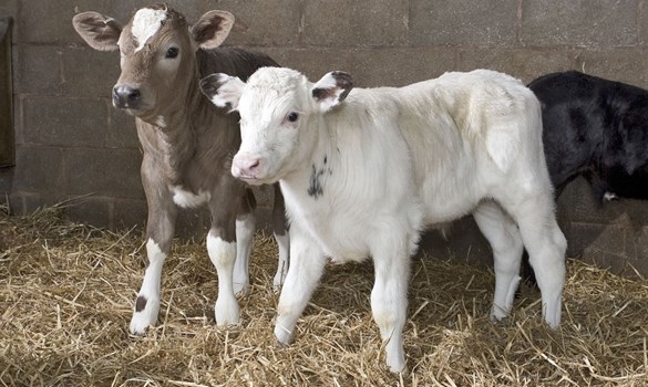 Calf rearing excellence: expert advice on health and productivity | AHDB