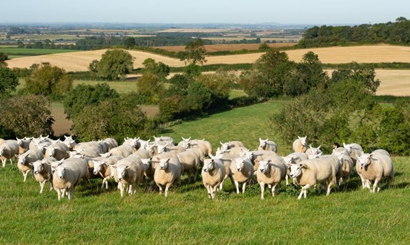 Managing lameness in sheep – vaccinating against footrot | AHDB