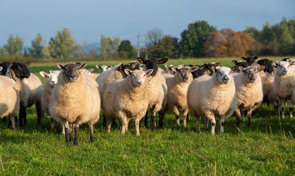 Sheep Breeders Round Table conference | AHDB