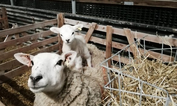 AHDB Challenge Sheep: EID for the Technophobe | AHDB