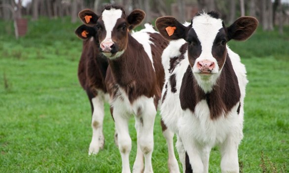 National Youngstock Conference | AHDB