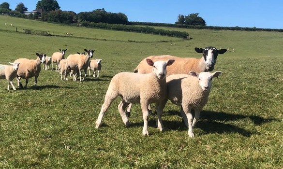 AHDB Challenge Sheep: What do sheep and the Titanic have in common? | AHDB